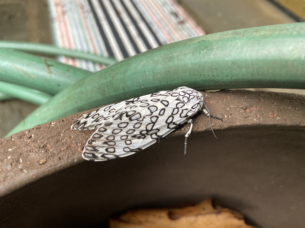 Giant Leopard Moth from Old Gulph Rd, Wynnewood, PA, US on June 27 ...