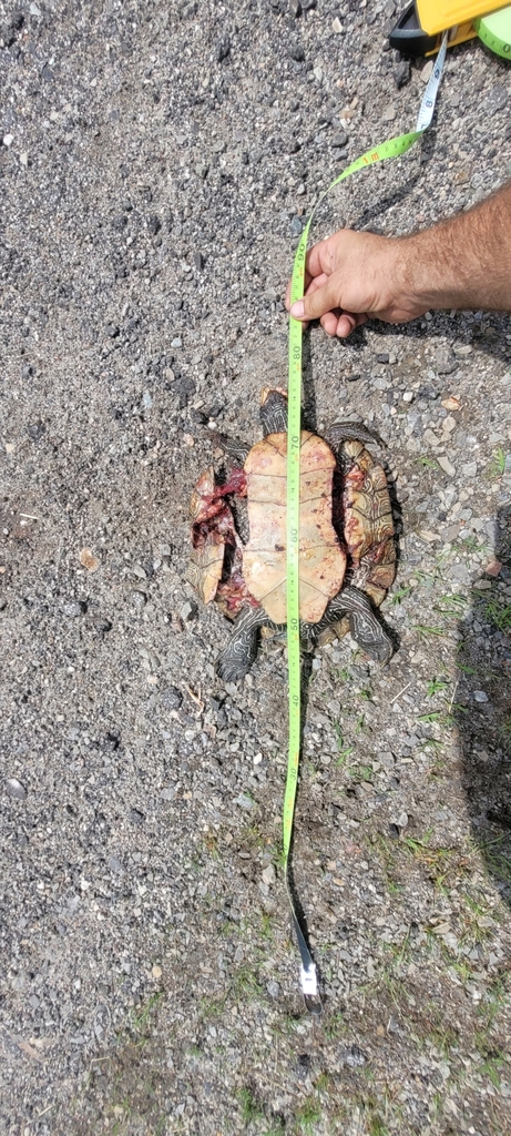 Northern Map Turtle in June 2023 by Clayton Shearer. No eggs seen ...
