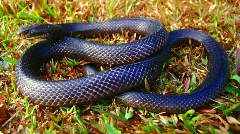 Papuan Black Snake (Pseudechis papuanus) - Snakes and Lizards