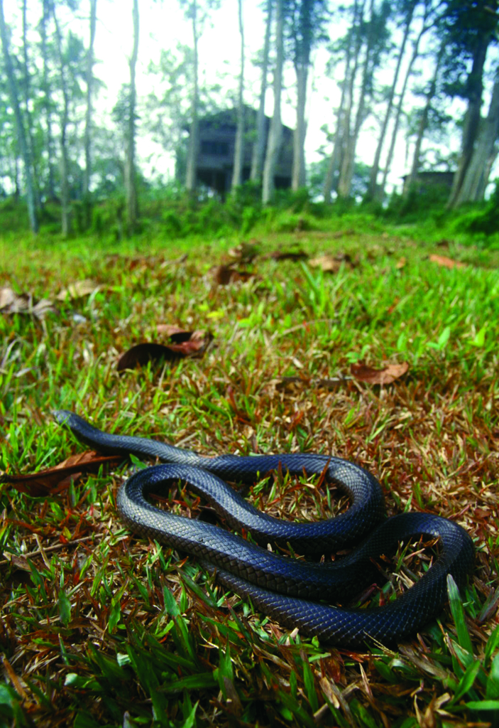 Papuan Black Snake (Pseudechis papuanus) - Snakes and Lizards