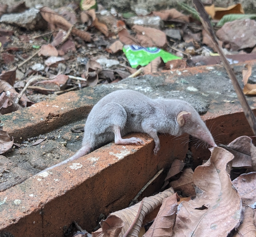 Asian House Shrew from 25C6+2PX, Phase-3, AGS Colony, Mugalivakkam ...