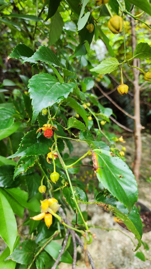 White-flowered Raspberry from 香港大埔滘 on June 13, 2023 by もり たけ · iNaturalist