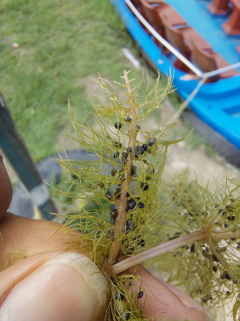 dicots from Jamunkhadi simsar on May 16, 2022 at 03:37 PM by Ajay ...