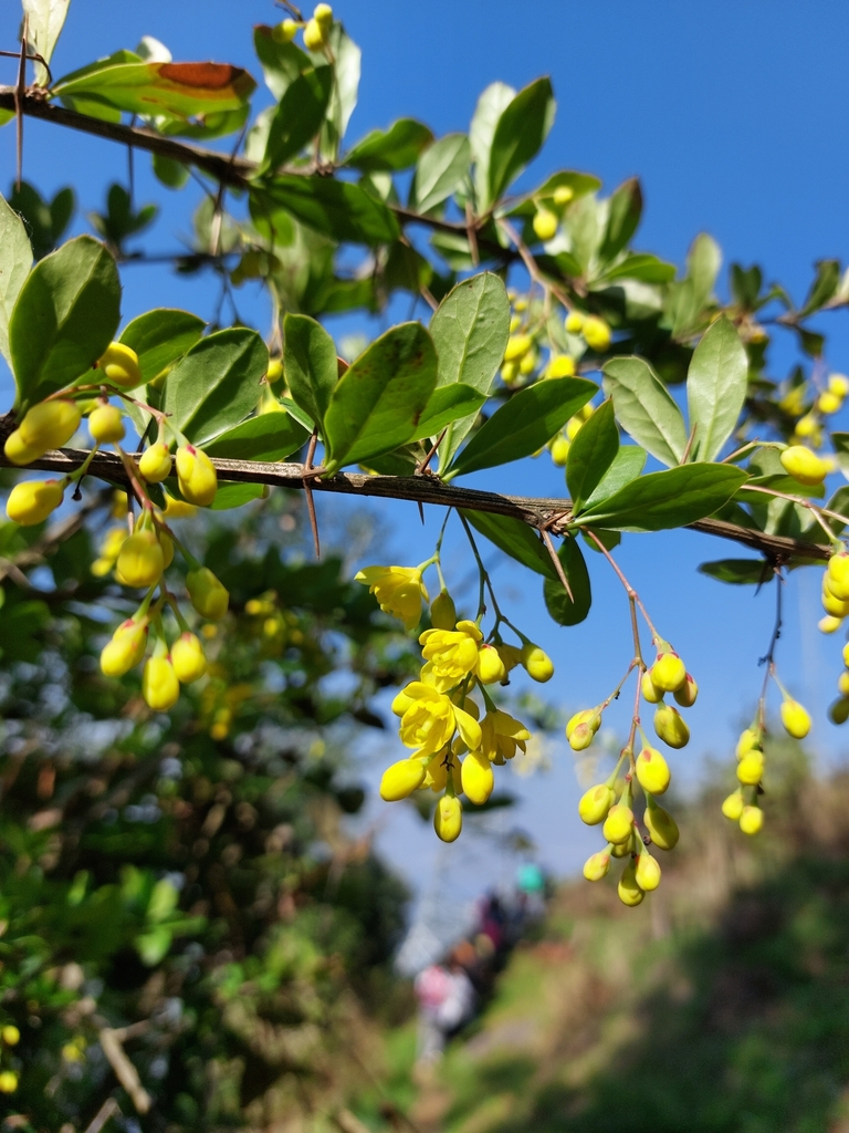 Berberis aristata from 498V+HVV, Phulek 56800, Nepal on April 24, 2022 ...