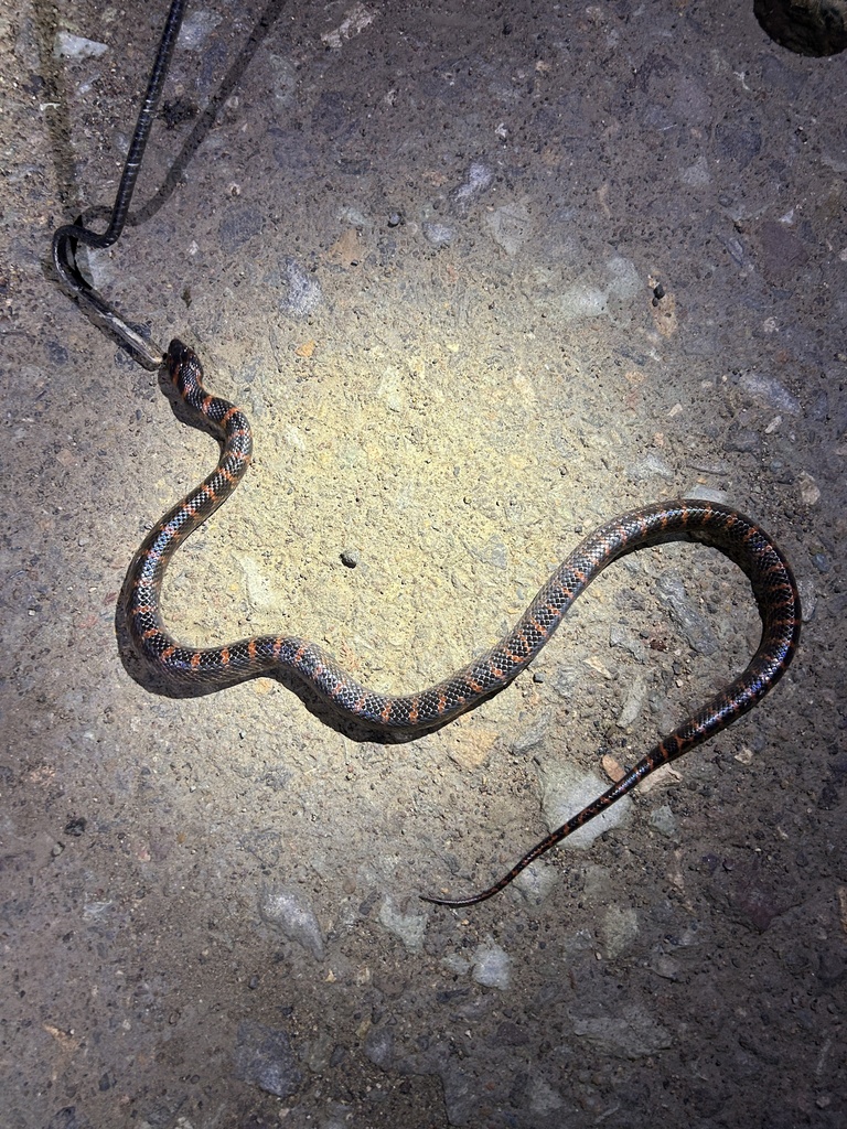 Red-banded Snake from 磐安县, 金华市, 浙江省, CN on June 27, 2023 at 08:52 PM by ...