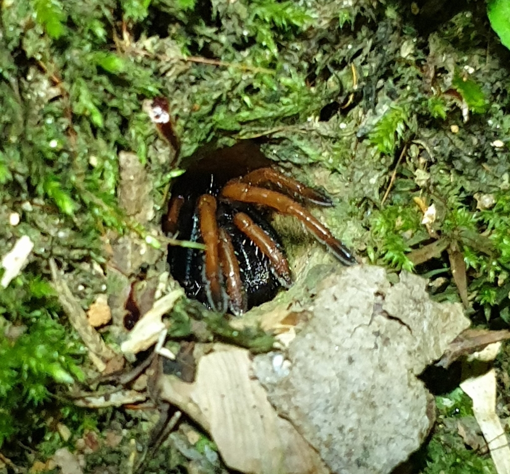Damarchus workmani from HENNANT TRAIL, Bishop Trail, 422, Bukit Fraser ...