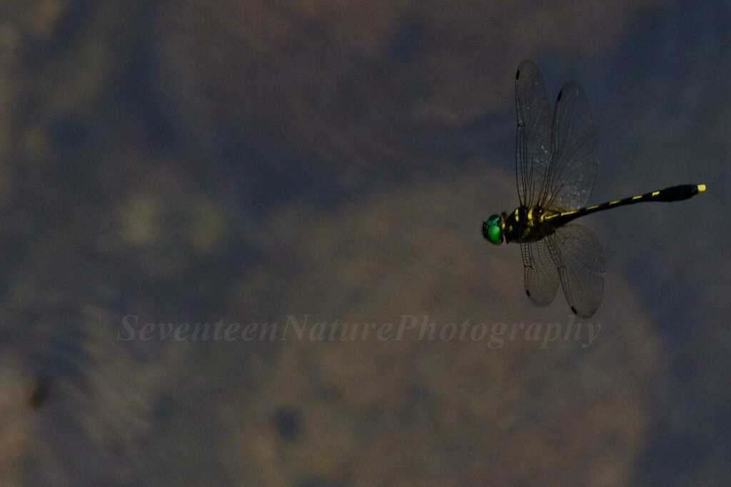 Macromidia kelloggi in June 2023 by 石柒 · iNaturalist