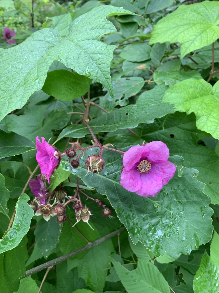 purple-flowered raspberry from New Haven County, US-CT, US on June 23 ...