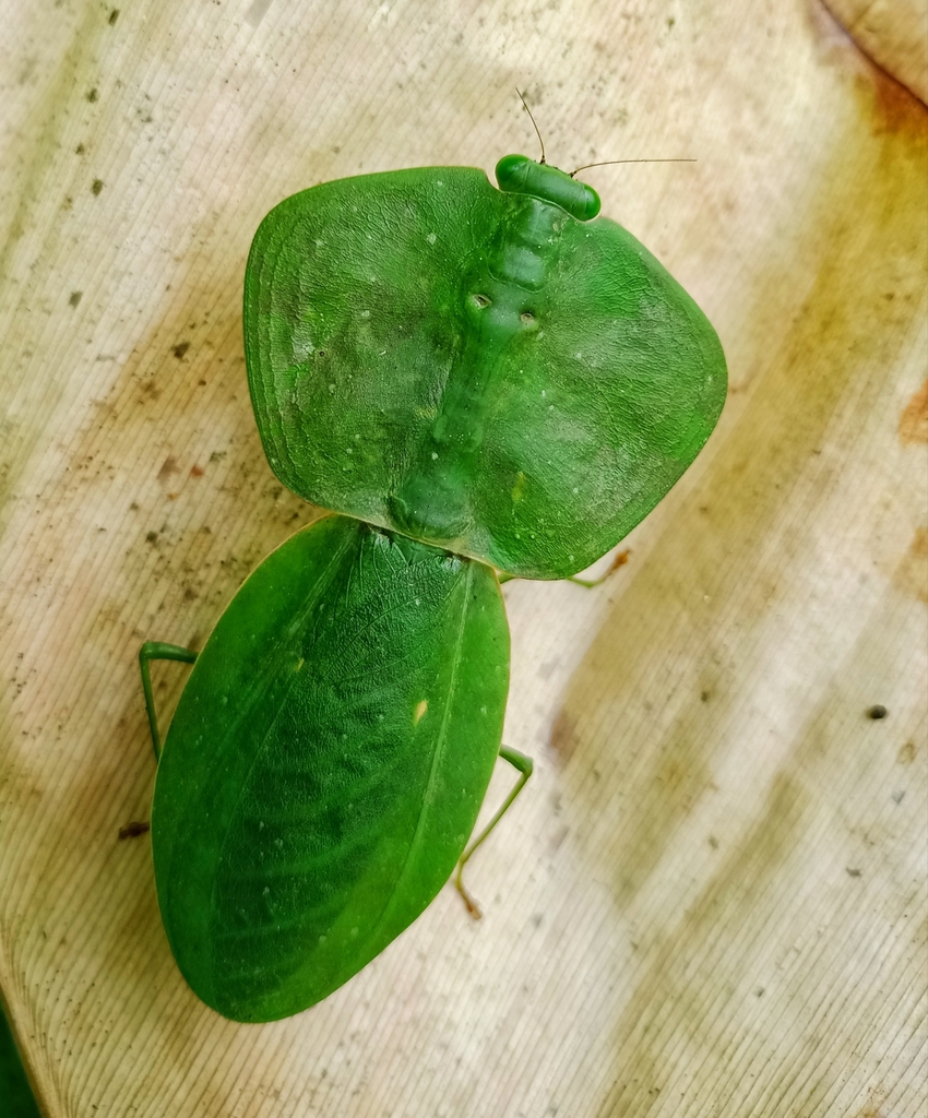 Peruvian Shield Mantis from Briceño, Antioquia, Colombia on April 25 ...