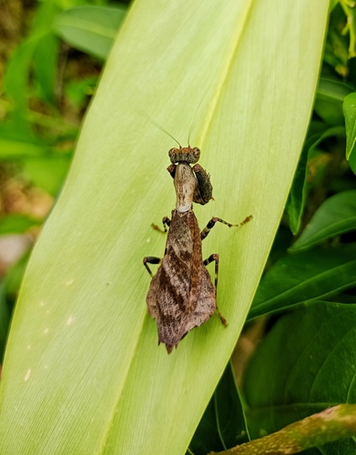 Raptrix westwoodi · NaturaLista Colombia
