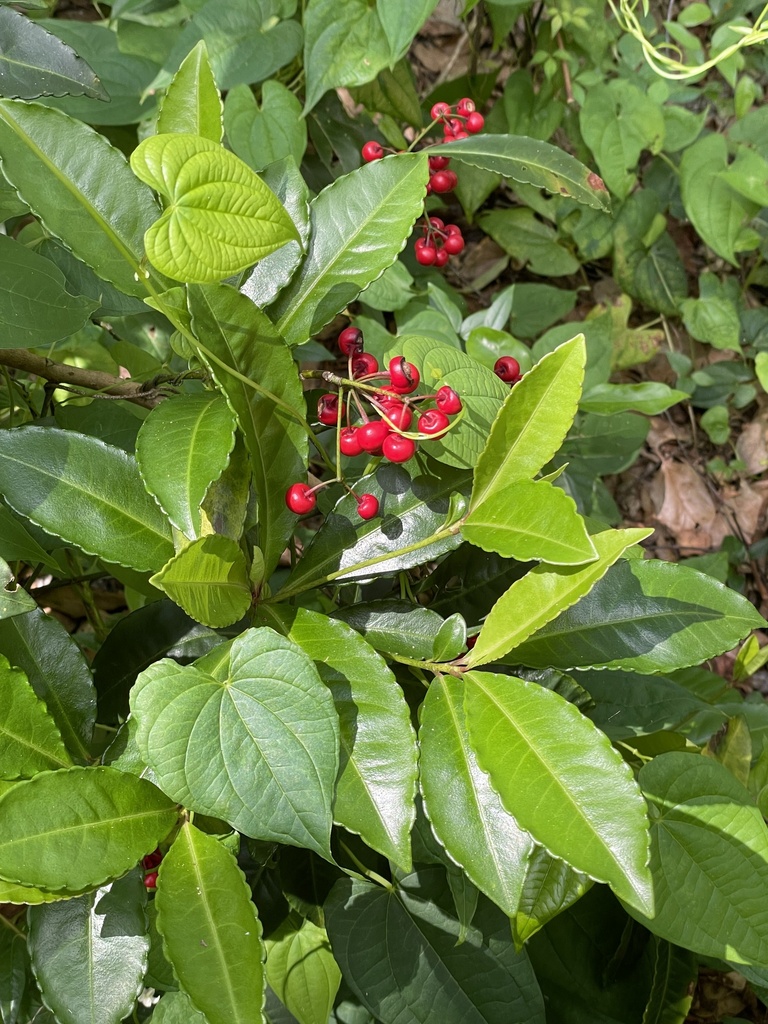 Coralberry from N Spring Garden Ave, DeLand, FL, US on June 27, 2023 at ...