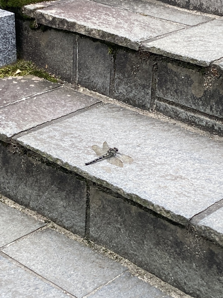 Japanese Petaltail from Daisho-in Temple, Hatsukaichi, Hiroshima, JP on ...