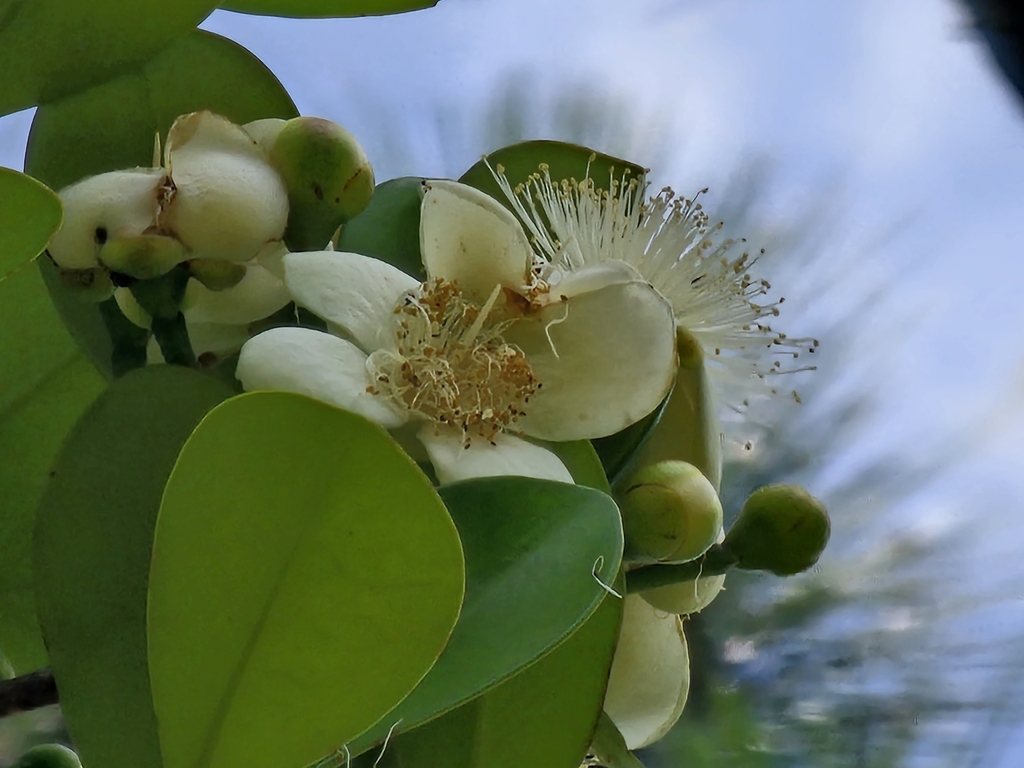 Eugenia stahlii from Muñoz Rivera, Patillas 00723, Puerto Rico on May ...
