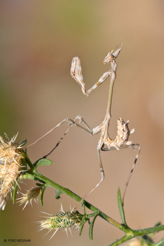 Fasciated Conehead Mantid from Východná Makedónia a Trácia, Grécko on ...