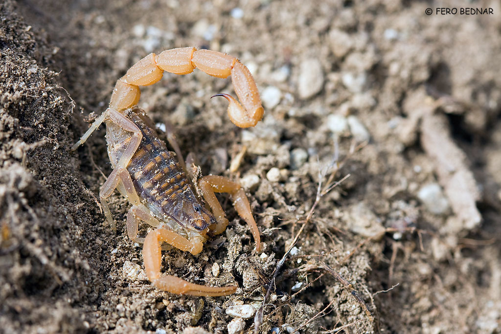 Mediterranean Checkered Scorpion from Stredná Makedónia, Grécko on ...