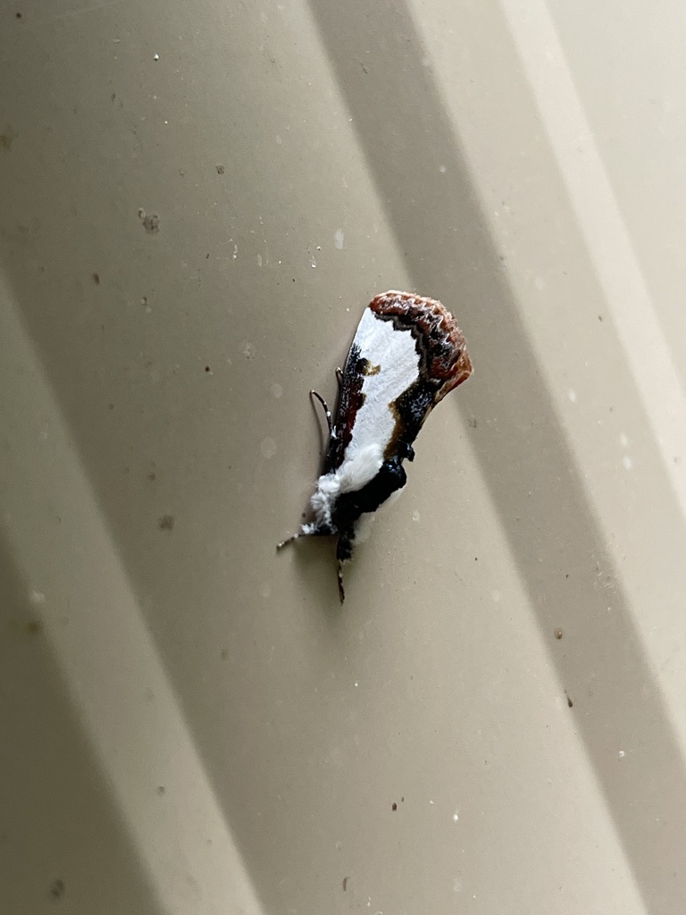 Pearly Wood-nymph from Waterloo Recreation Area, Grass Lake, MI, US on ...