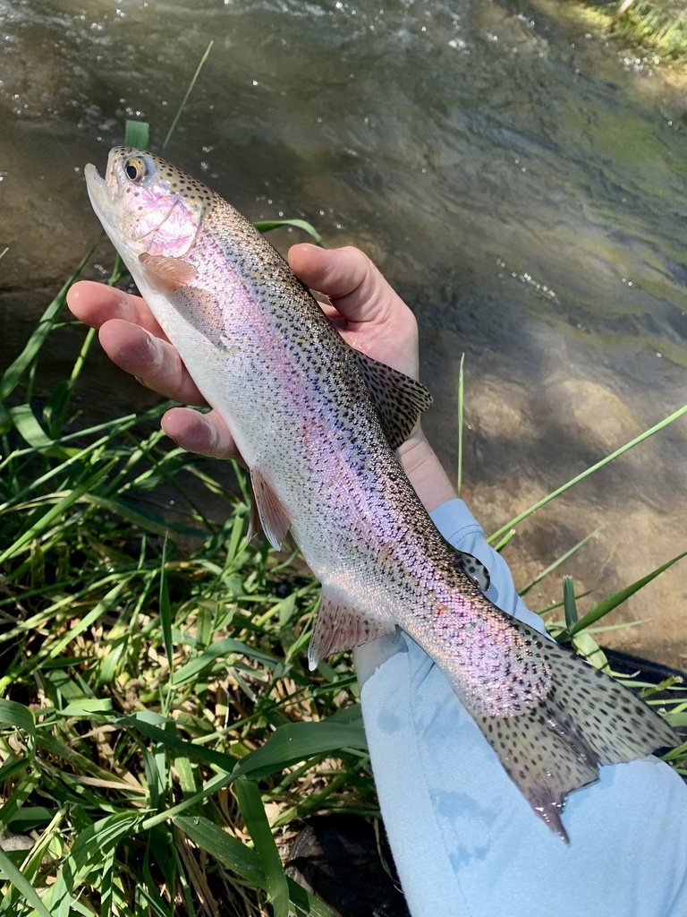 Rainbow Trout from Rifle Falls State Park, Rifle, CO, US on June 25 ...