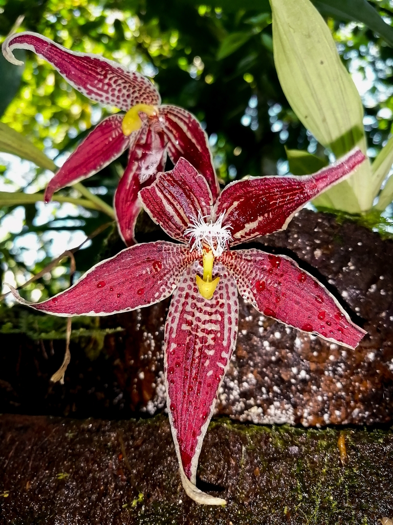 Paphinia from Puyo on August 13, 2021 at 02:44 PM by Araceli Medina ...