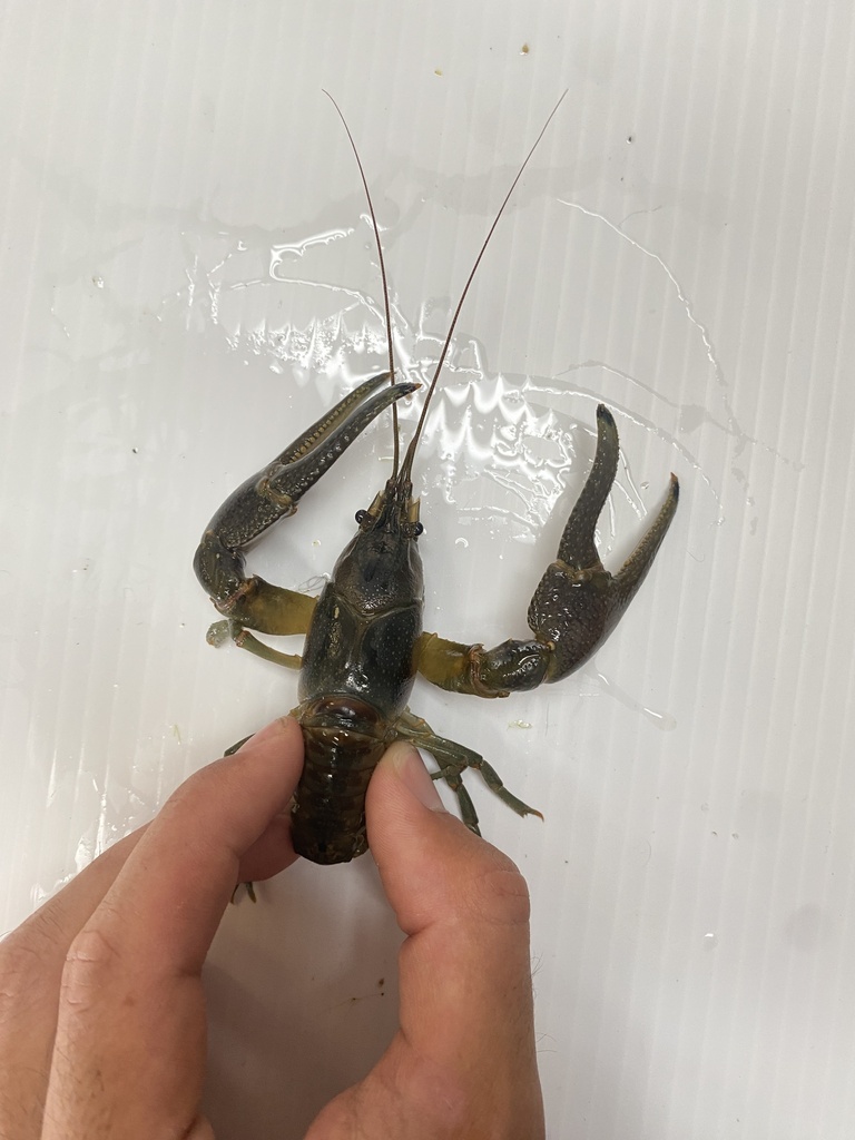 Rusty Crayfish from Queens University Rd, Rideau Lakes, ON, CA on June ...