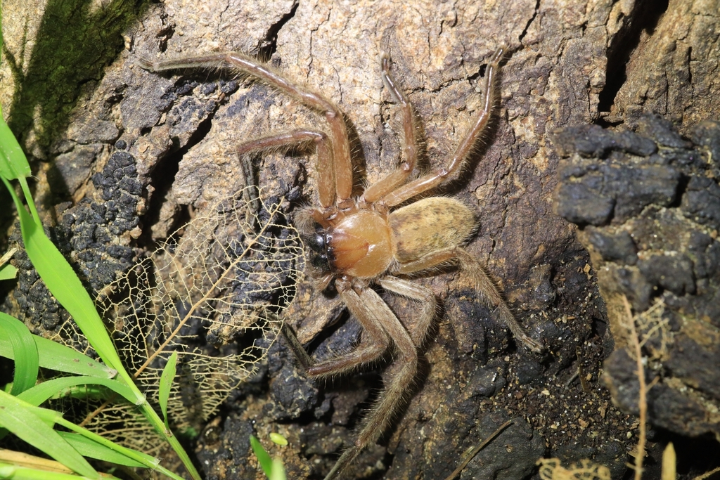Social Huntsman Spider from Braeside VIC 3195, Australia on June 27 ...