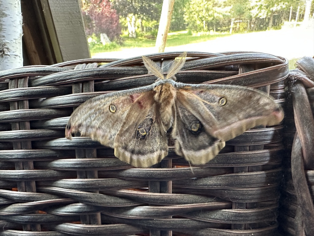 Polyphemus Moth from Old North Shore Rd, Duluth, MN, US on June 27 ...