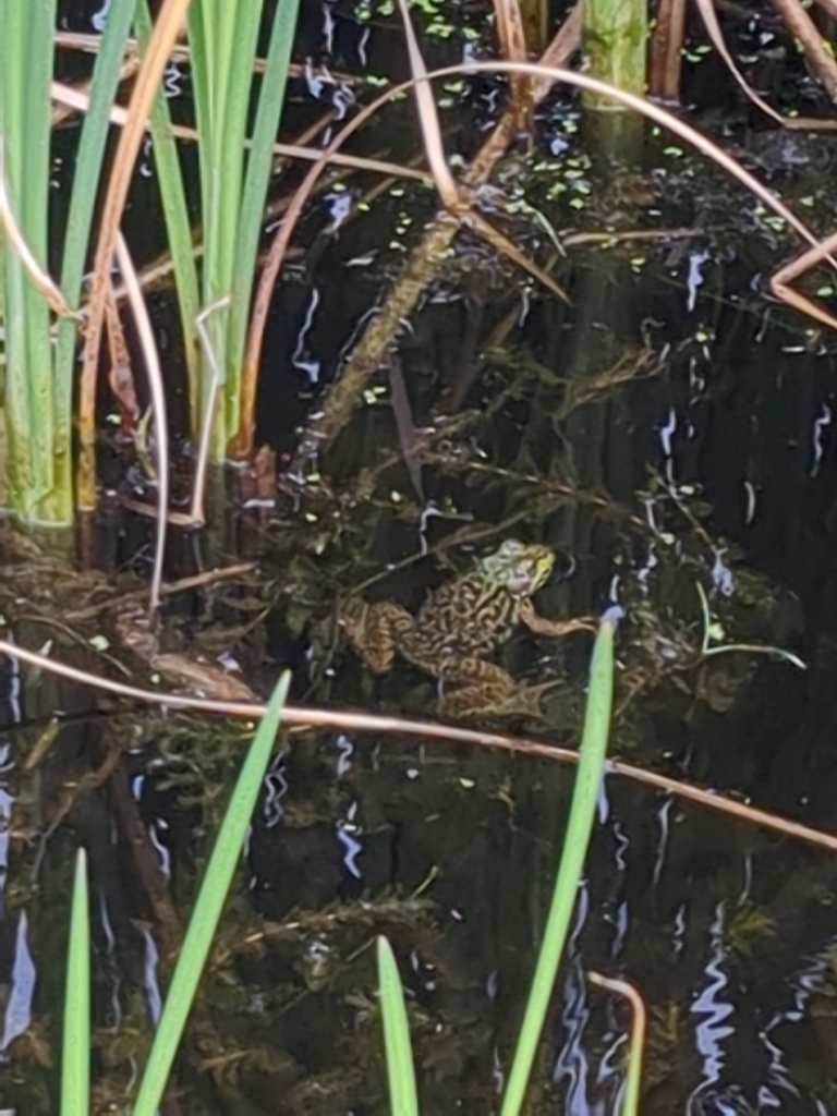 American Water Frogs from Waldegrave, NS B0K 1V0, Canada on June 27 ...