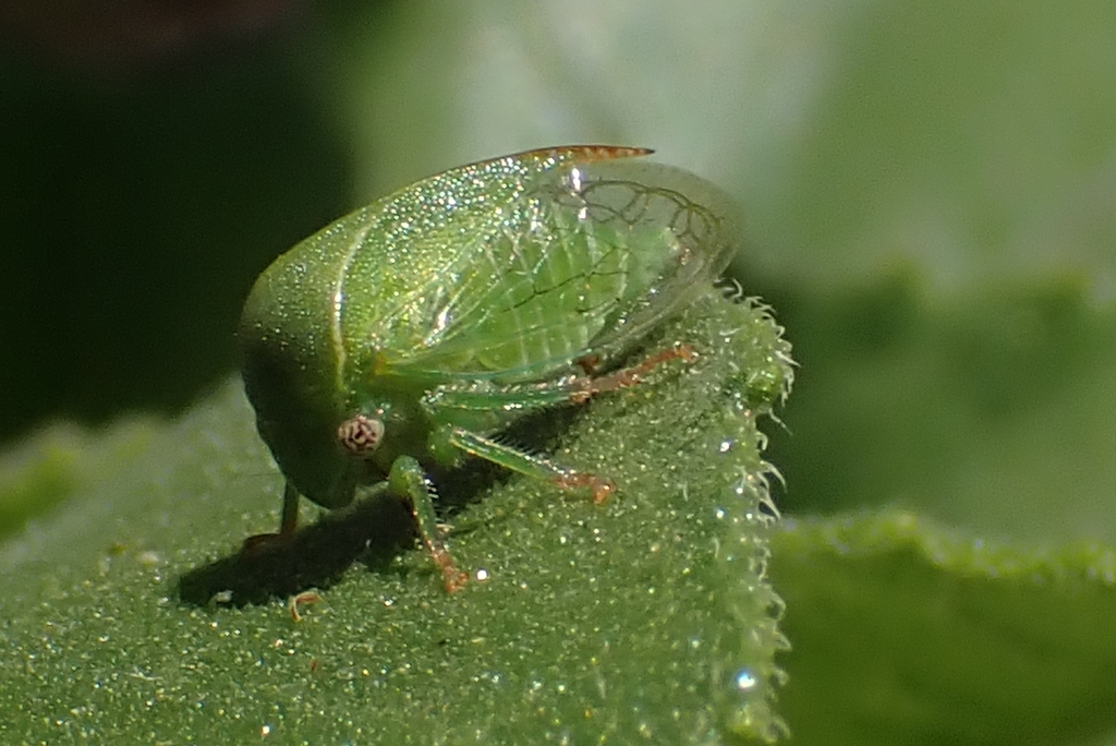 Three-cornered Alfalfa Hopper from 1200 W South Mountain Ave, Phoenix ...