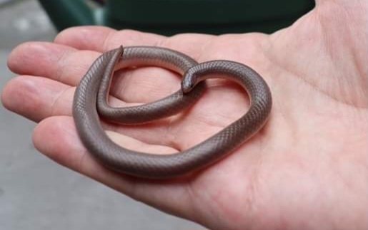 Eastern Worm Snake in June 2023 by Caroline Girard Cartier · iNaturalist