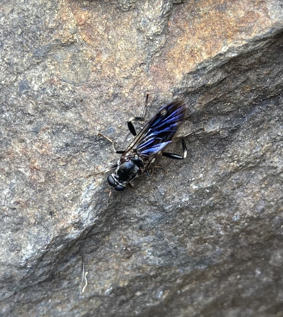 Garden soldier fly from Mount Warren Park State School, Mount Warren ...