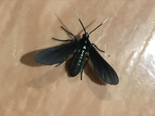 Ichoria chalcomedusa · iNaturalist