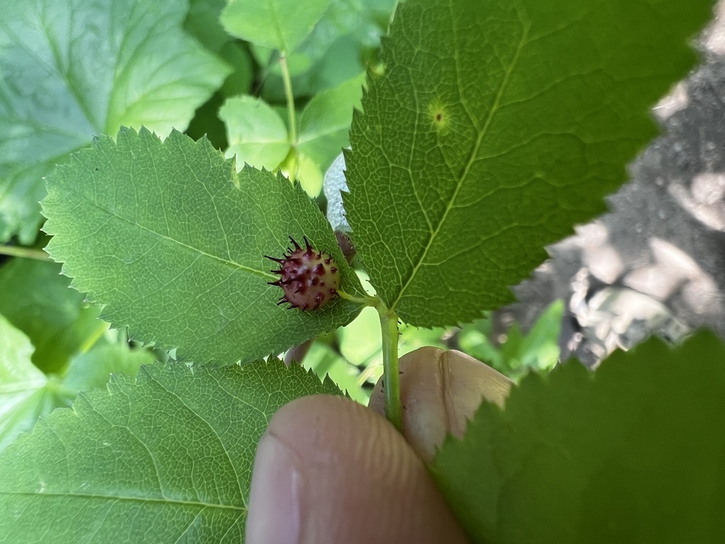 Spiny leaf gall wasp from Mount Spokane State Park, Chattaroy, WA, US ...