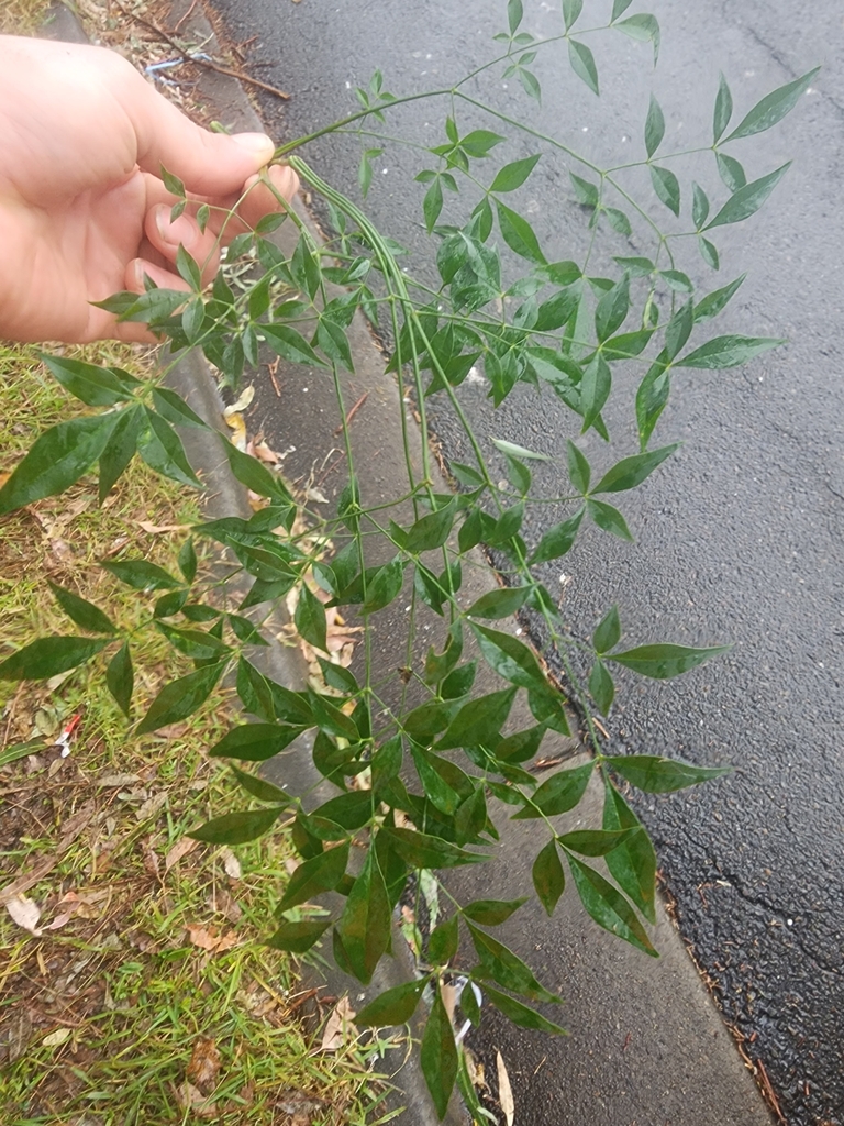 Heavenly bamboo from Denistone NSW 2114, Australia on June 28, 2023 at ...
