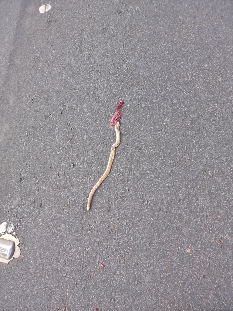 Red Worm Lizard from Boa Vista - State of Roraima, 69306, Brazil on ...