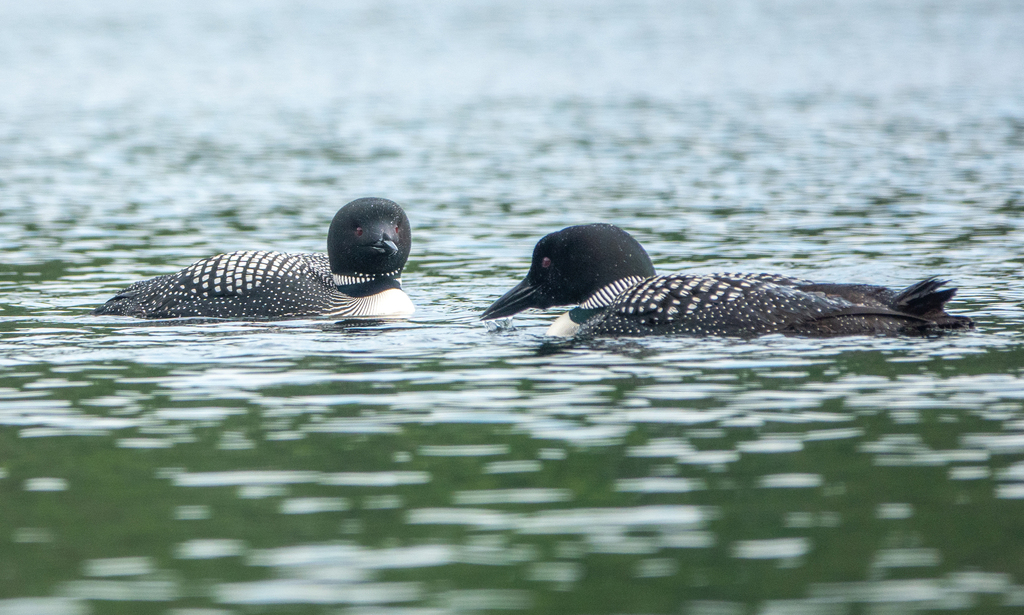 Common Loon from St Lawrence County, NY, USA on June 27, 2023 at 10:00 ...