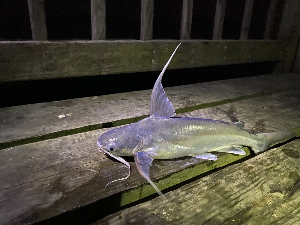 Gafftopsail Catfish from Fripp Island, Beaufort, SC, US on June 27 ...
