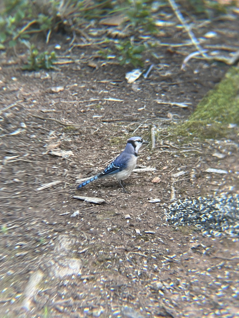 Blue Jay from Winnstead Pl, Eatonton, GA, US on June 27, 2023 at 06:04 ...