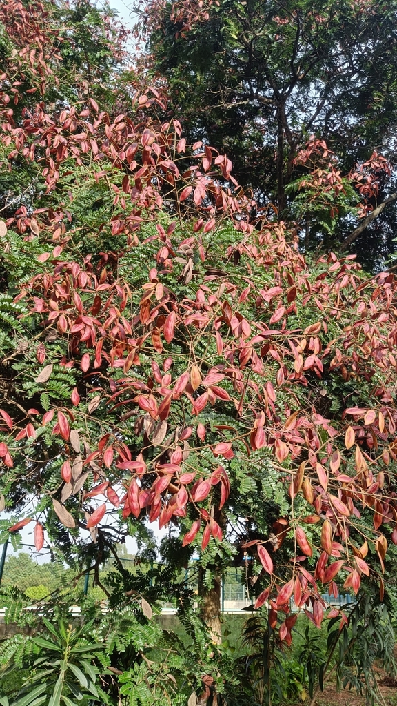 Yellow Flame Tree from 3HGM+M2C, Rajiv Gandhi Nagar, Kodigehalli ...