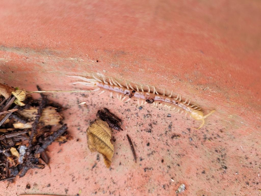 Western Fire Centipede from McKinleyville, CA, USA on June 27, 2023 at ...