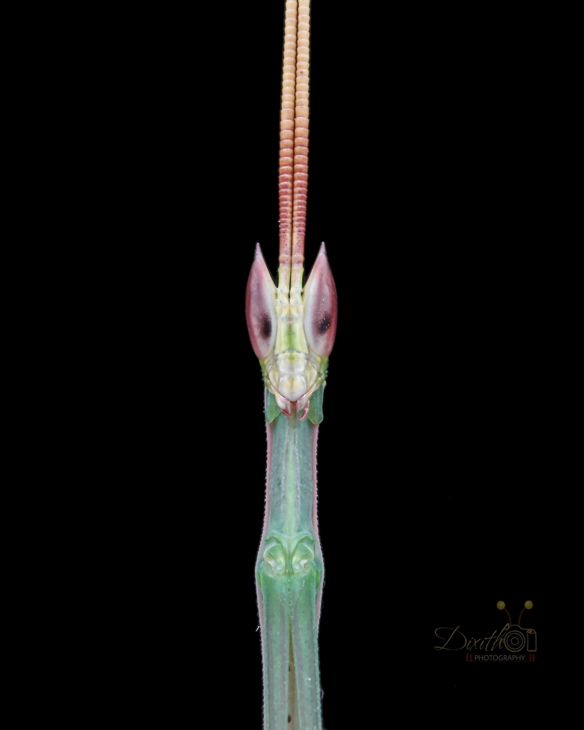 Indian Grass Mantis from Sakleshpur on June 25, 2023 at 11:26 PM by ...