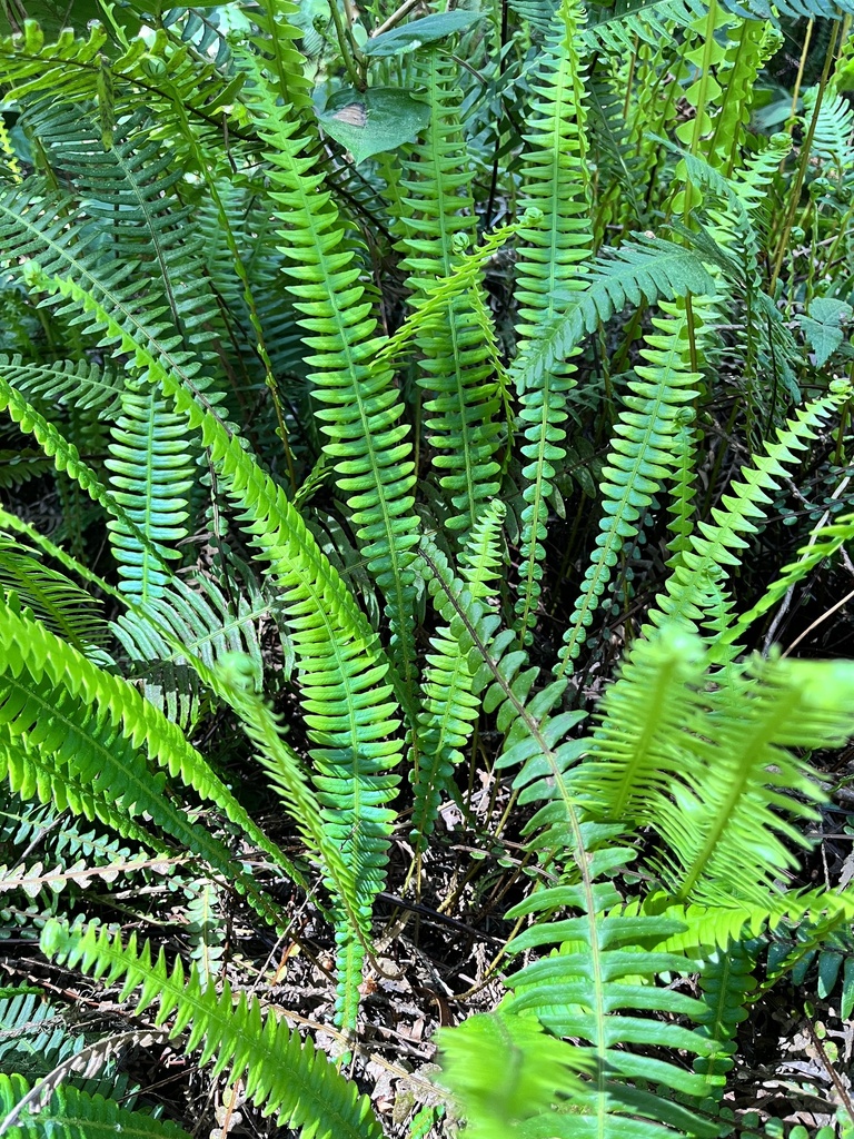 deer fern from Darlingtonia State Natural Site, Florence, OR, US on ...