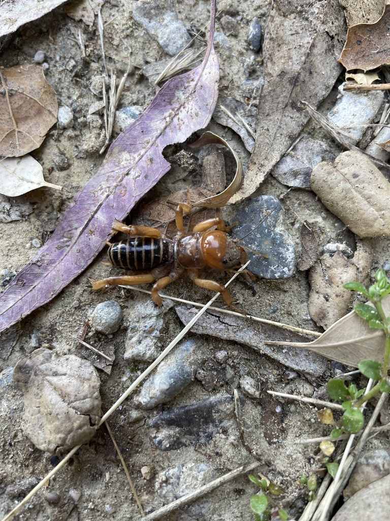 North American Jerusalem Crickets from E Mountain Dr, Santa Barbara, CA ...