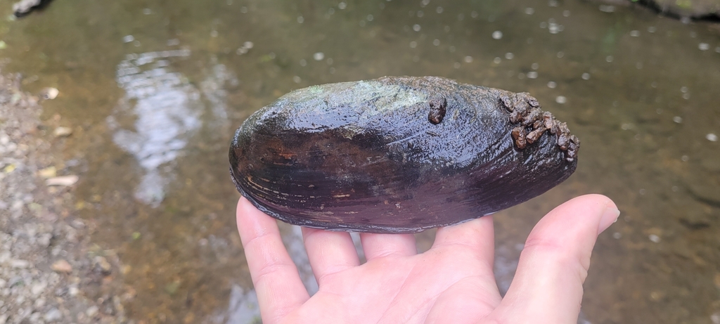 Black Sandshell from Birdsong Conservation Area on June 27, 2023 at 01: ...