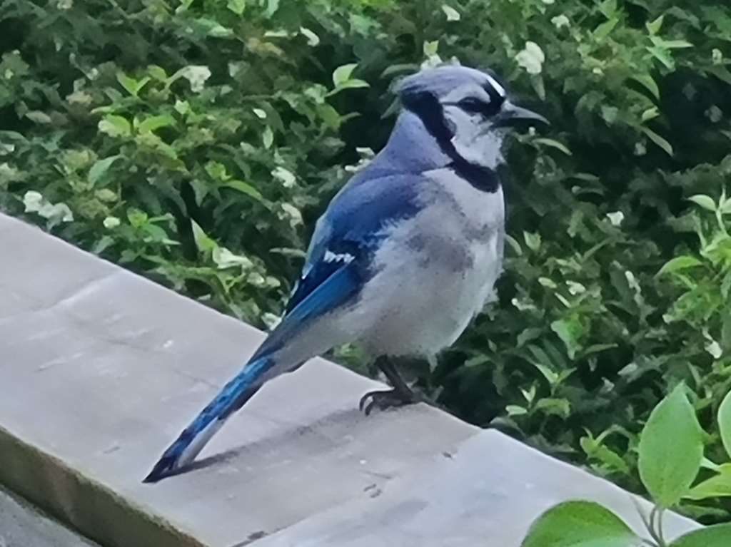 Blue Jay from Hendrie Valley on June 27, 2023 at 08:47 PM by Josh ...