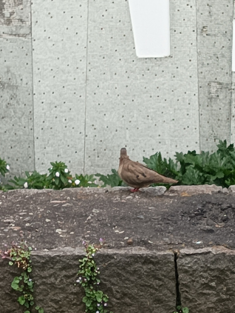Birds from El Giron, Quito 170143, Ecuador on June 26, 2023 at 09:25 AM ...