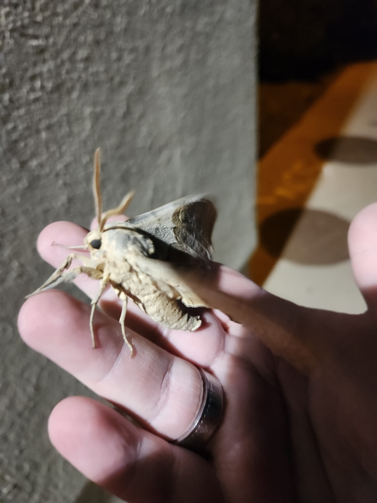 Western Poplar Sphinx from Flagstaff, AZ 86004, USA on June 27, 2023 at ...