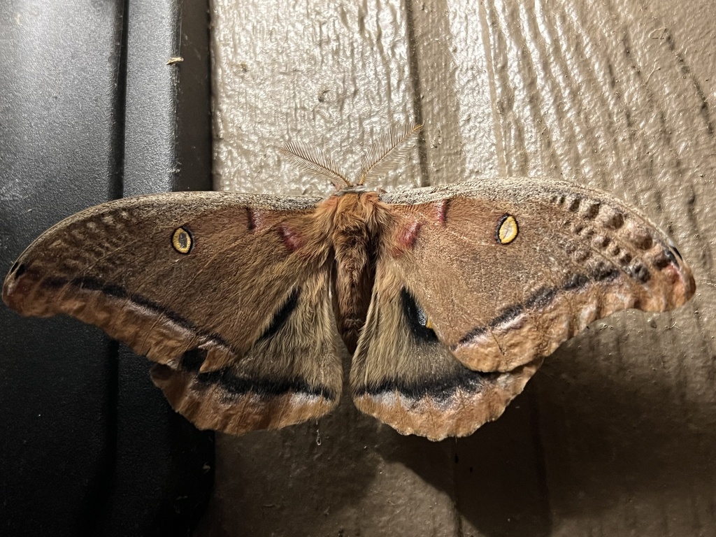 Polyphemus Moth from Cherokee National Forest, Mountain City, TN, US on ...