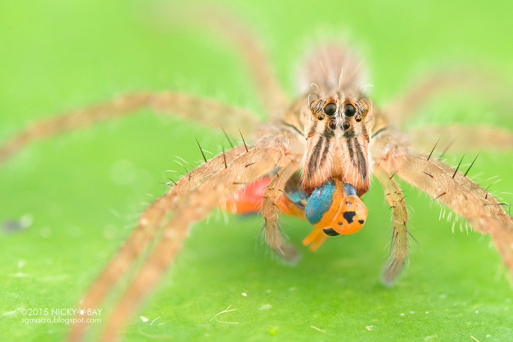 Bromeliad spiders from Caves Branch, Belize on August 7, 2015 at 12:20 ...