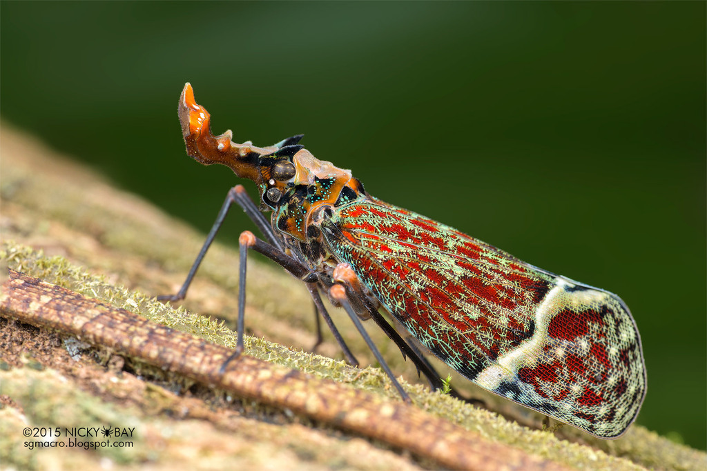 Dragon-headed Bug from Caves Branch, Belize on August 8, 2015 at 12:41 ...