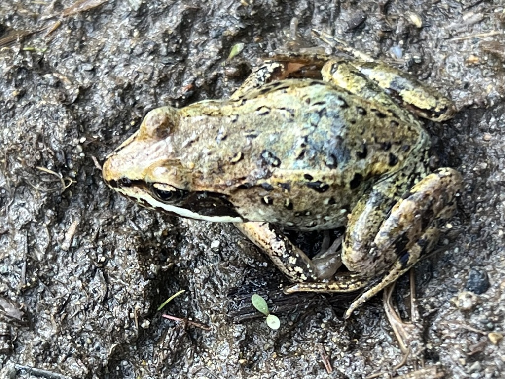 Wood Frog from Connors Lake, Anchorage, AK, US on June 22, 2023 at 05: ...