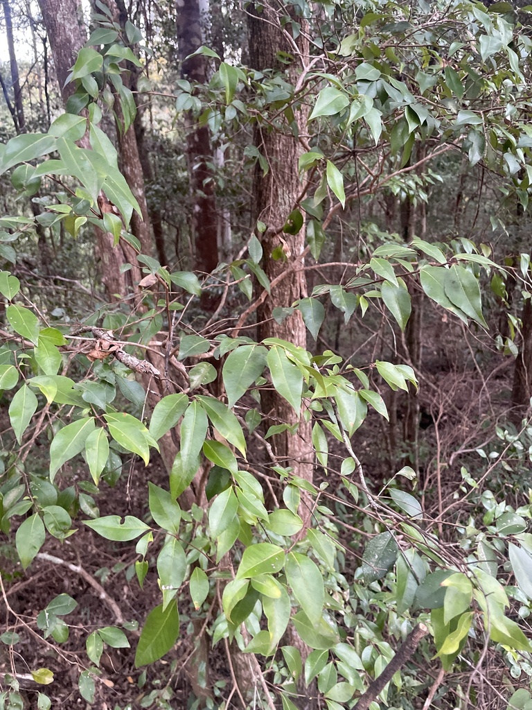 Grey Myrtle in June 2023 by Mitch Runham · iNaturalist